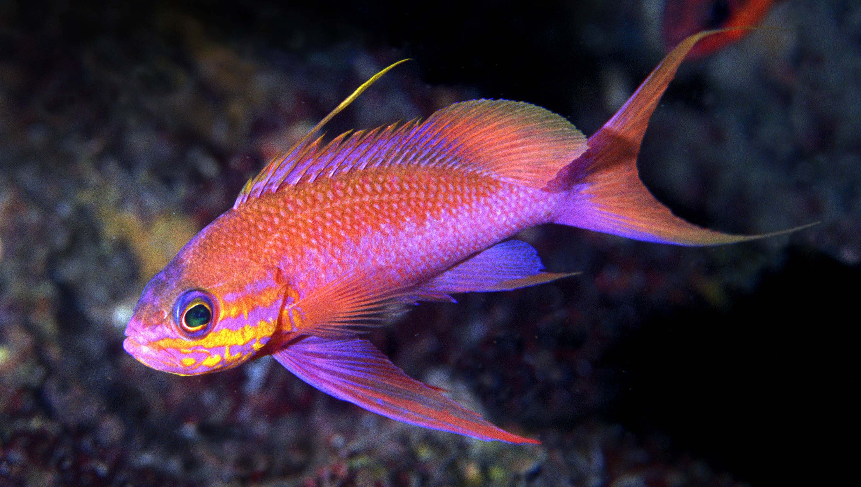 (Anthias Bloch, 1792) Род Антиасы, Genus Anthias Bloch, 1792 (Anthias, Swallowtail seaperches ...